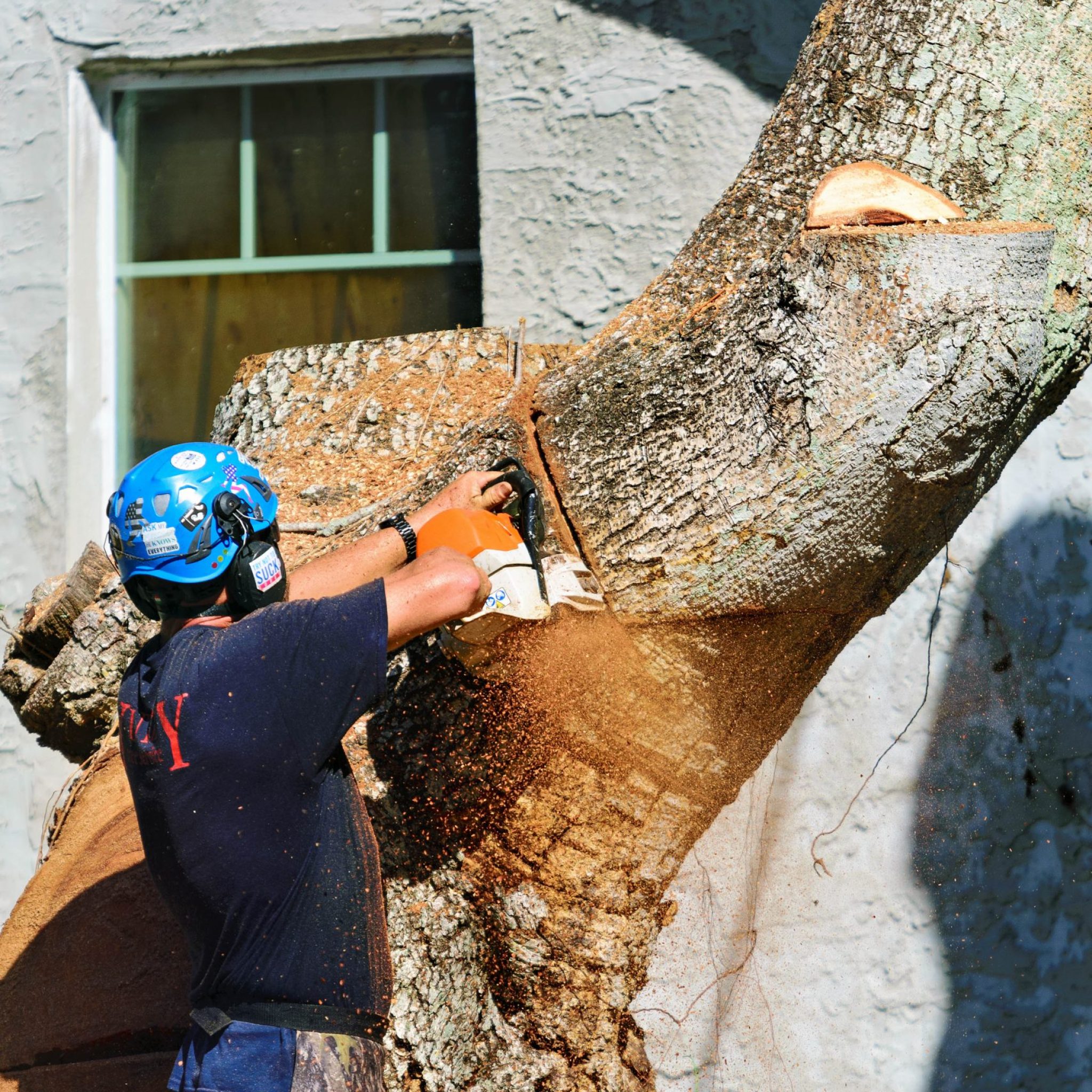 Carefest Photo Gallery - Yutzy Tree Service